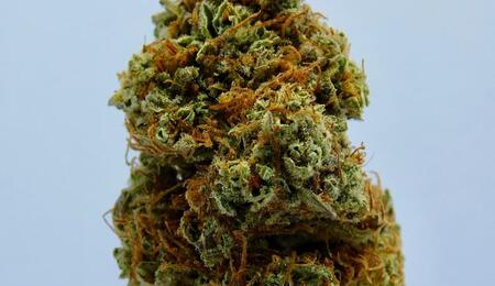 Cómo Secar Rápidamente Los Cogollos De Marihuana Soft Secrets